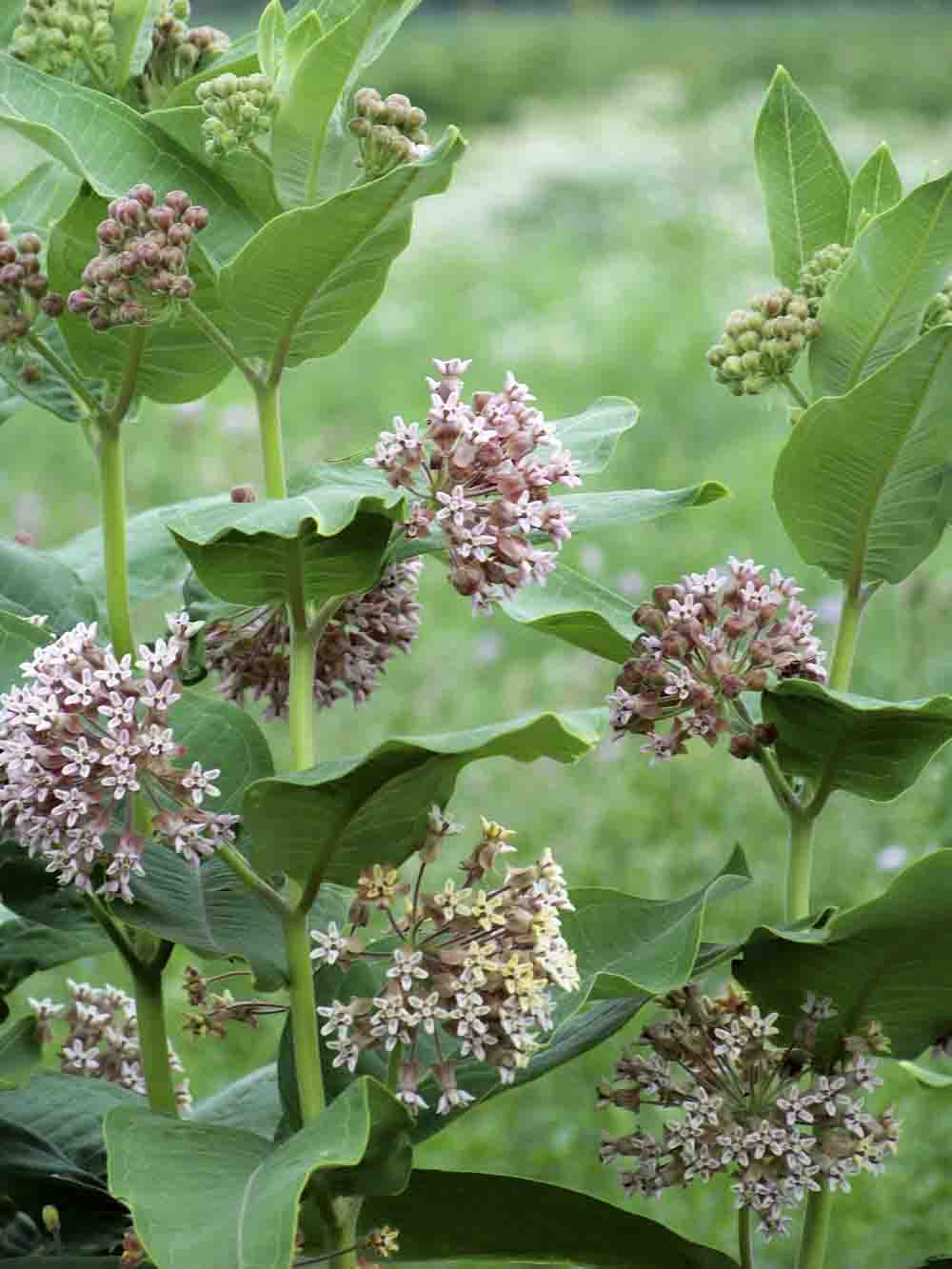 Iron Oak Farm: Orchard Images Continued, Milkweed