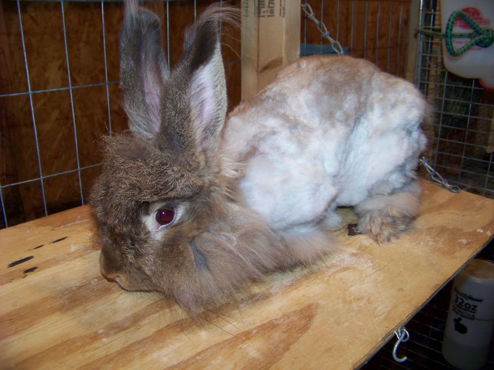 Iron Oak Farm: Shearing the Angora Rabbits