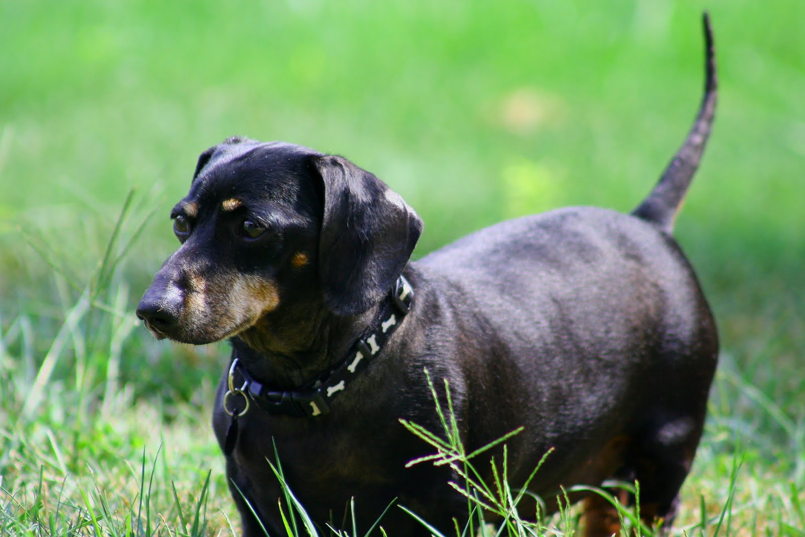 Gymi's Garage: Wiener Dog Security