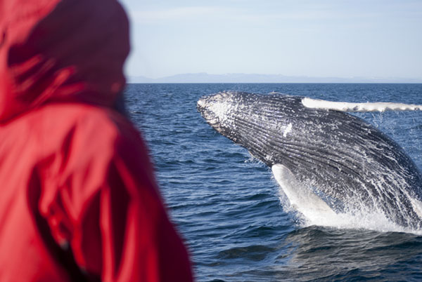 Megan Whittaker Photography: Famous Whale