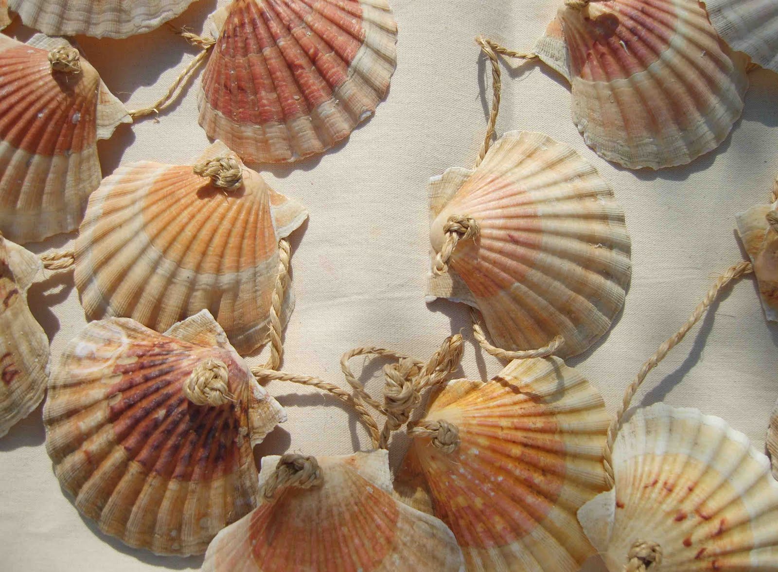 The Washerwoman: Sun.. shells and shutters