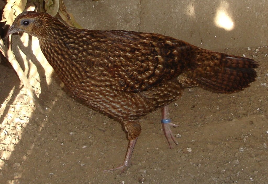 Aves de Gavião: Faisões