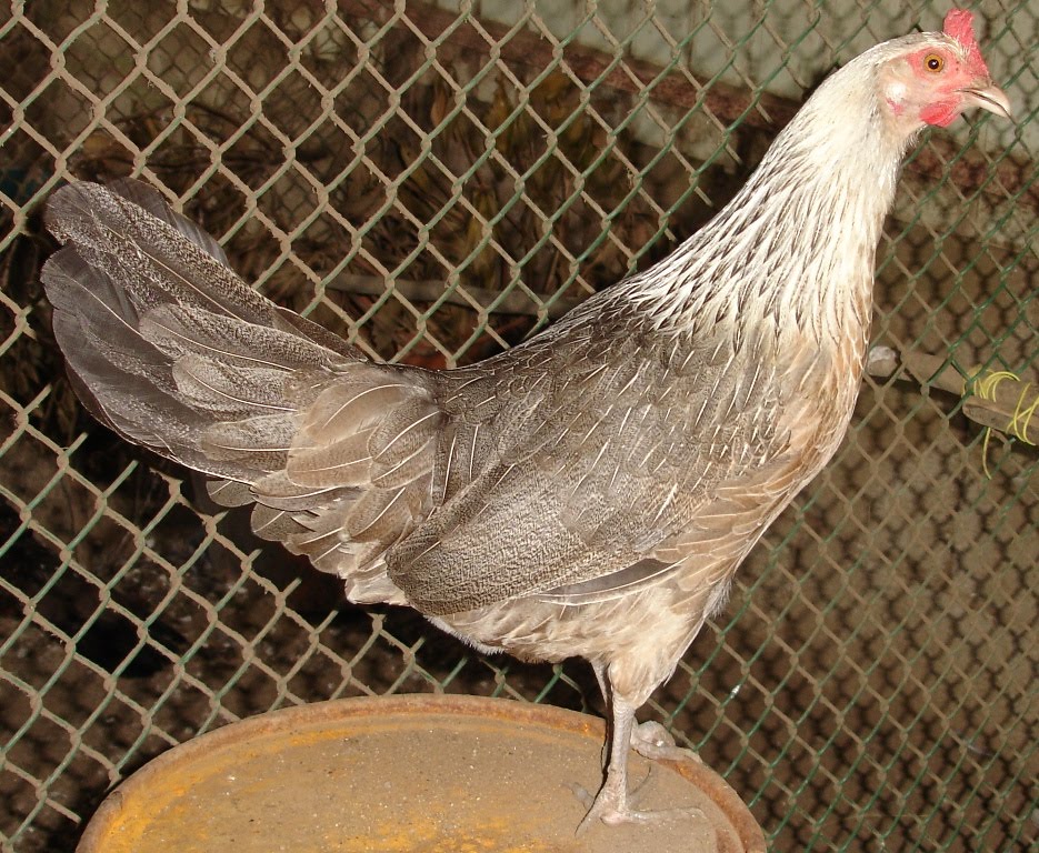 Aves de Gavião: Garnizés