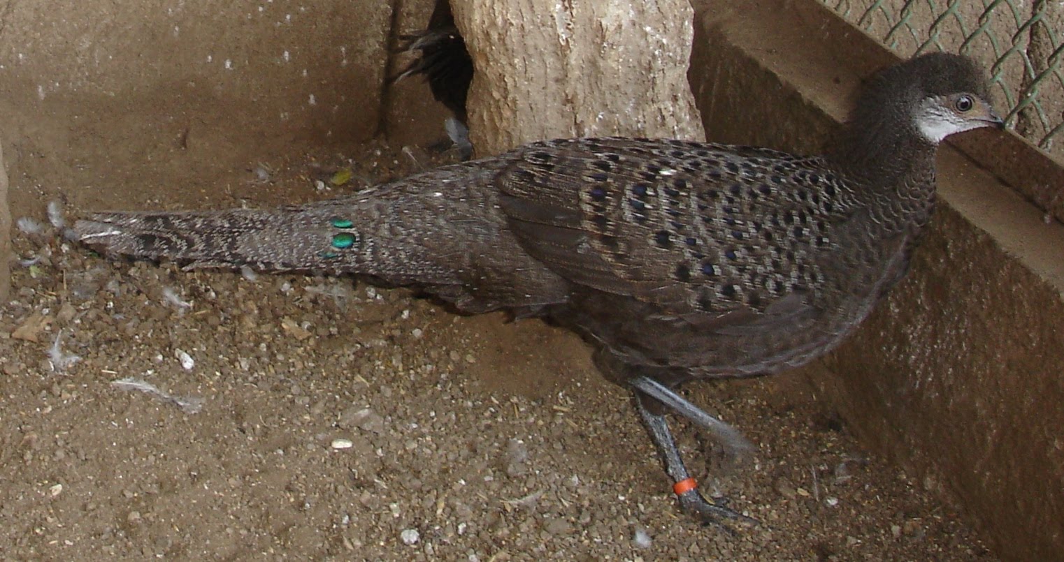Aves de Gavião: Faisões
