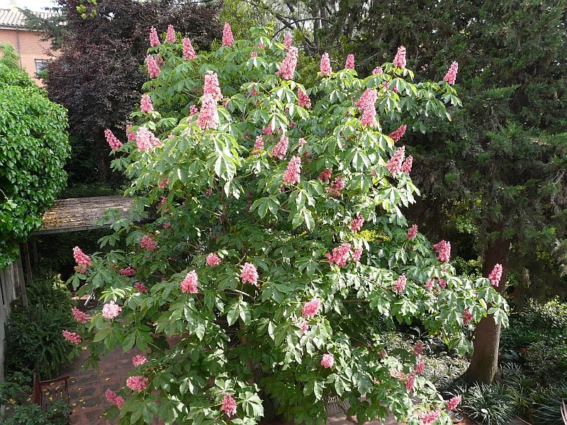 Cal Pepet del Xica, un jardí urbà al Prat de Llobregat: El castanyer d ...