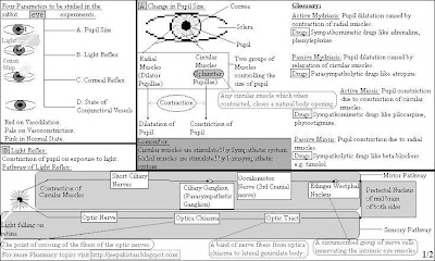 Four parameters to be studied in the rabbit's eye experiment in ...