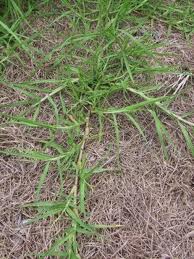 Kikuyu | Daniel Dendy