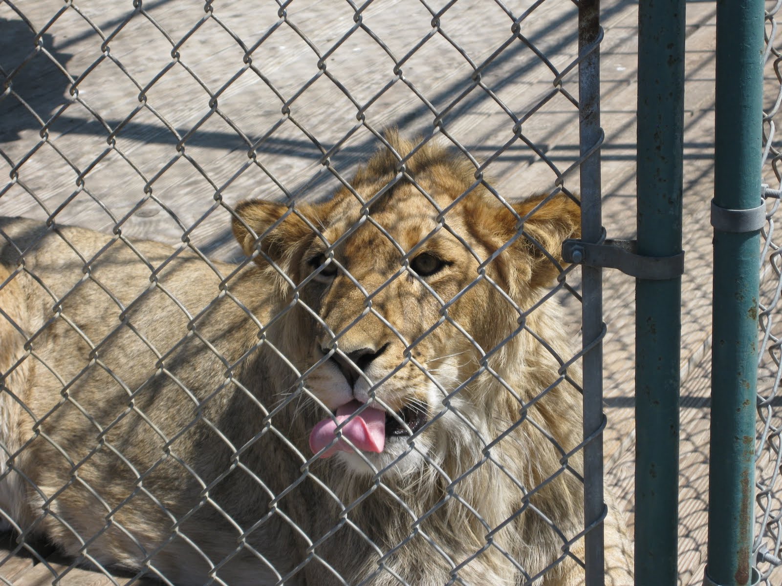 Beautiful wild animal best blog: Wild things exotic animals