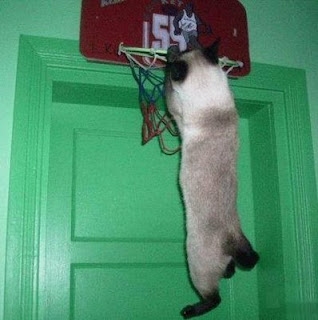 Basketball Soccer: Cat slam dunking the ball!