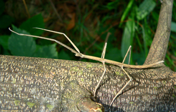 danielpa: EL INSECTO PALO