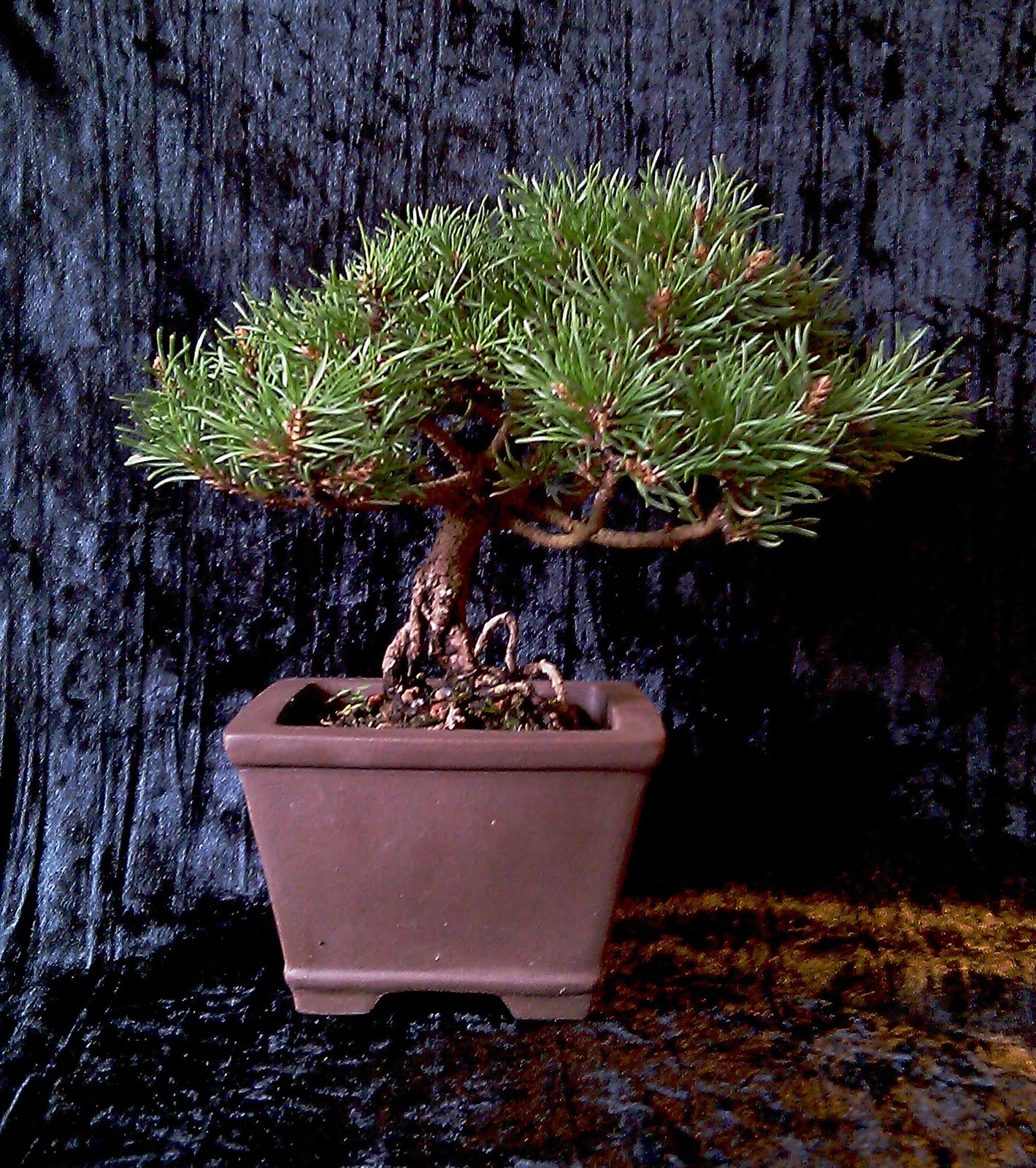 Bonsai Alec: Small Mugo Pine