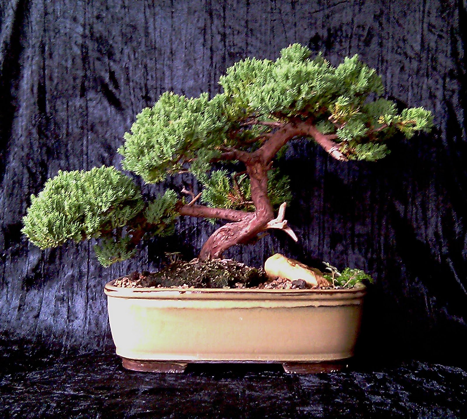 Bonsai Alec: Dragon Juniper