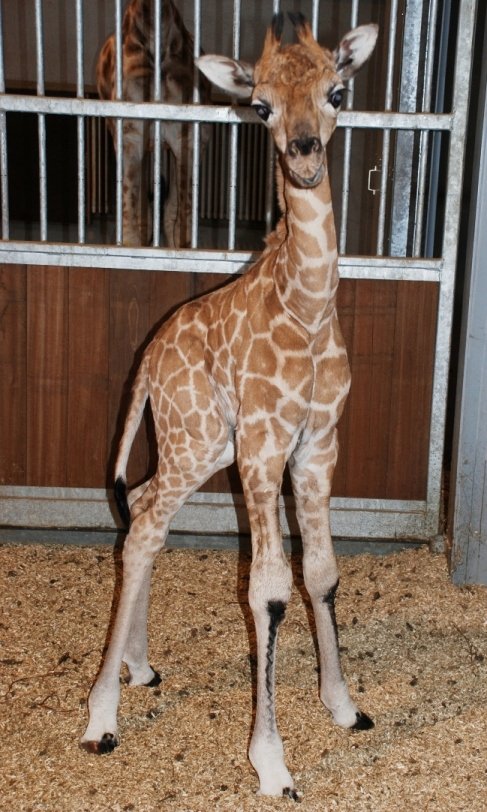 ParcPlaza.net: Naissance d'un bébé girafe à Bellewaerde Park