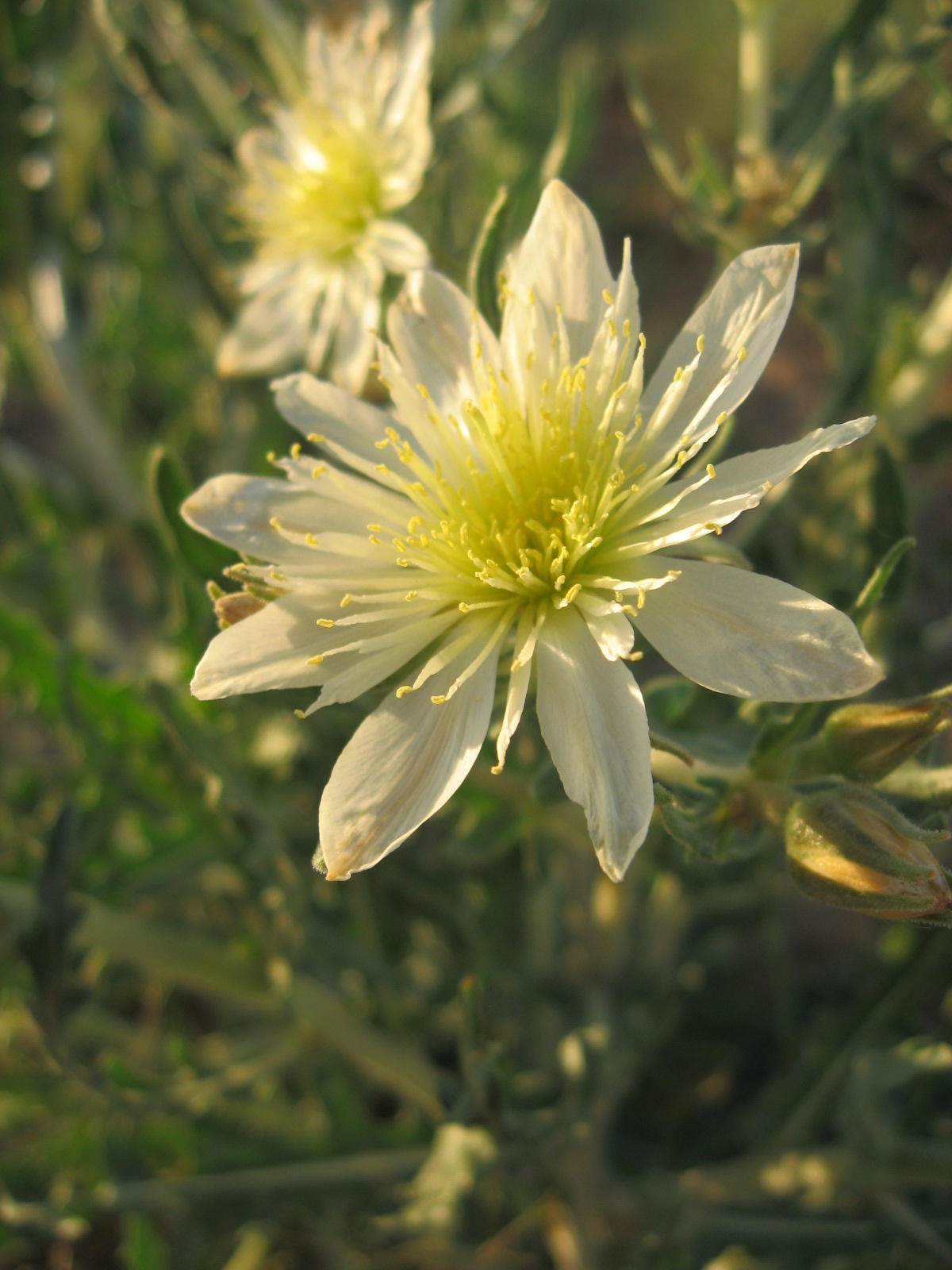 The Itinerant Warbler: Comanche National Grassland