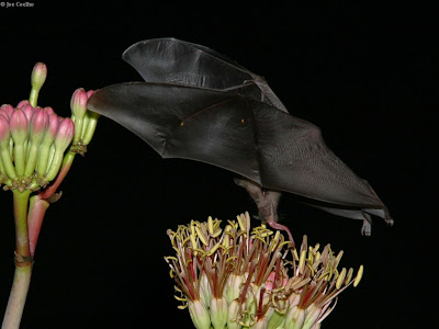 Chiropterophily: Bat Pollination