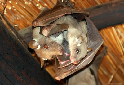 Bat Anatomy and Behavior