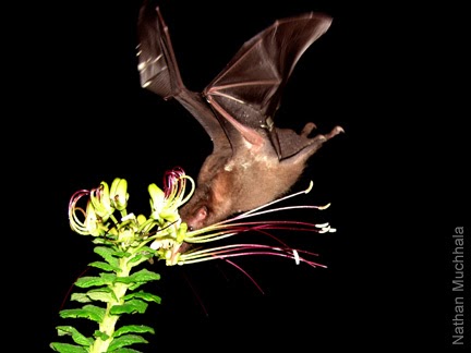 Chiropterophily: Bat Pollination