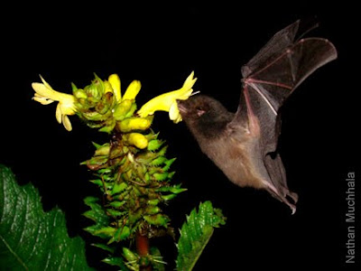 Chiropterophily: Bat Pollination