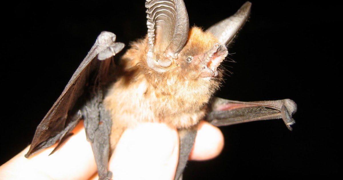 The Sucker-Footed Bat (Myzopoda aurita)