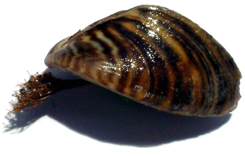 INSTITUO AGUADULCE CIENCIAS NATURALES: EL MEJILLÓN CEBRA