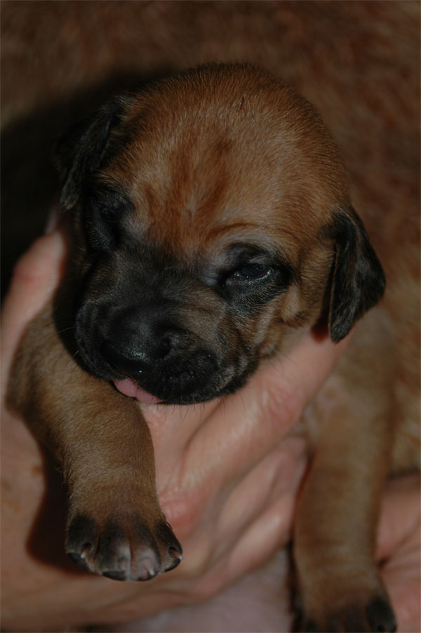 Kinyemi Rhodesian Ridgeback hvalpe 2010: Puppies 2 weeks old today ...