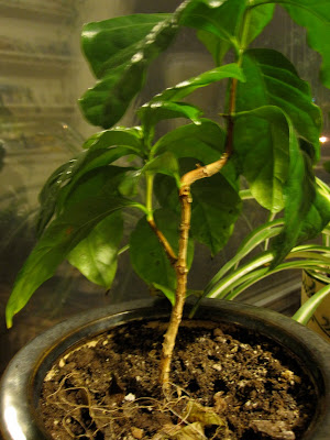 Mike is Bored: bonsai coffee tree