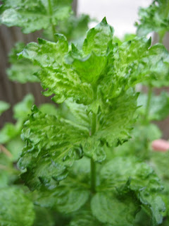 Mike is Bored: how to make a great mojito