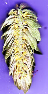 Mike is Bored: hops cones cross section scan.