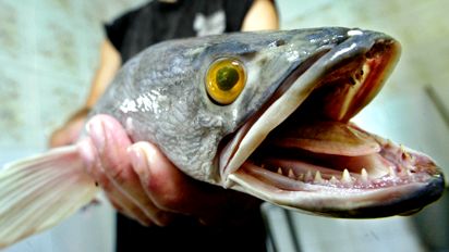 * All Things Fish *: Snakeheads... Here to Stay?