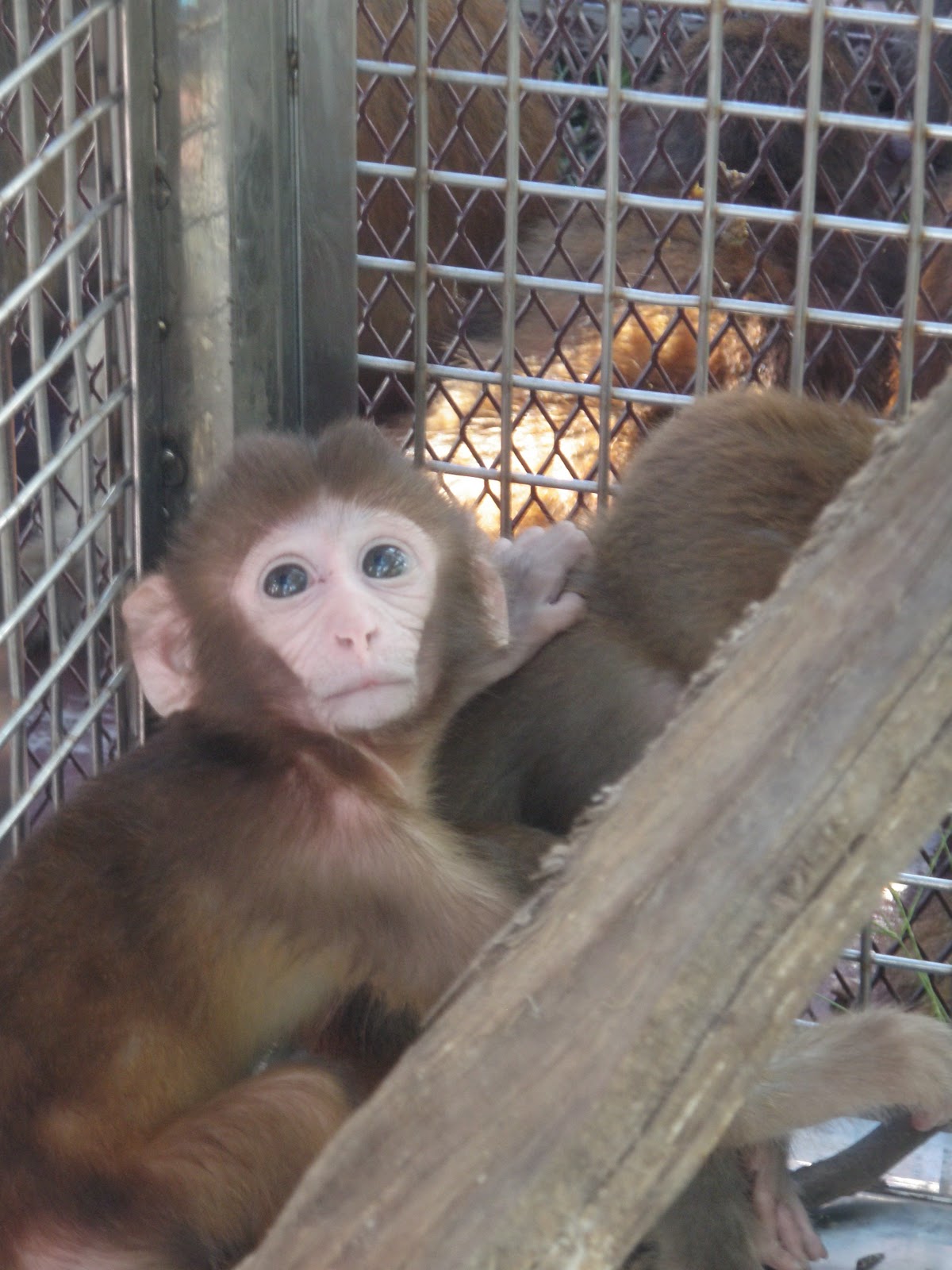 Kong Pow Kelsey: I Love Animals