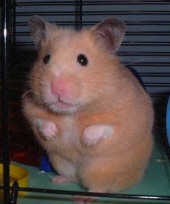 A Hamster's World