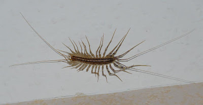 Theodore Biscotte Site: La Scutigère véloce (Scutigera coleoptrata ou ...