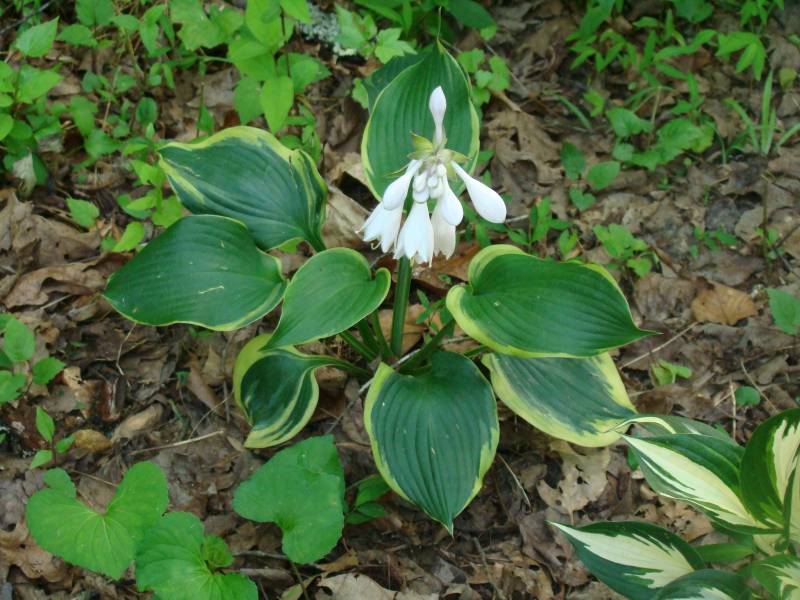 Hostas Blooming