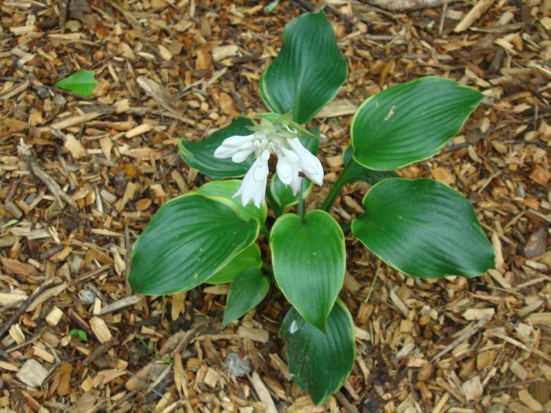 Hostas Blooming