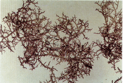 RiT'sZ: Hypnea sp.