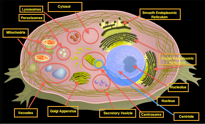 S102's Biology Blog!: Cell research on muscle cells: Our group findings
