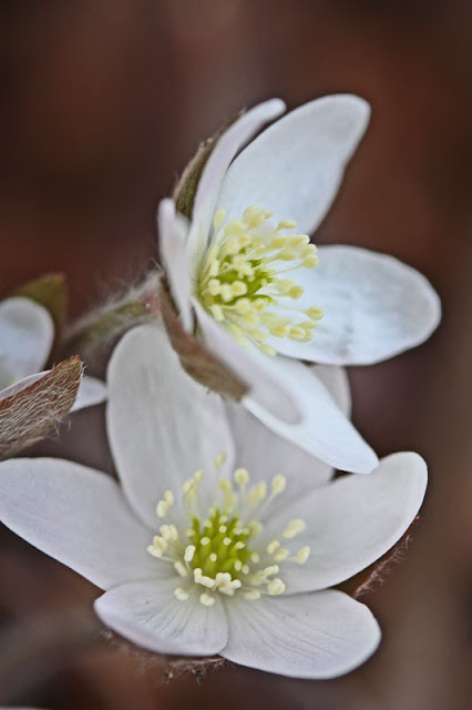 East Gwillimbury CameraGirl: White Hepatica/ Today's Flowers