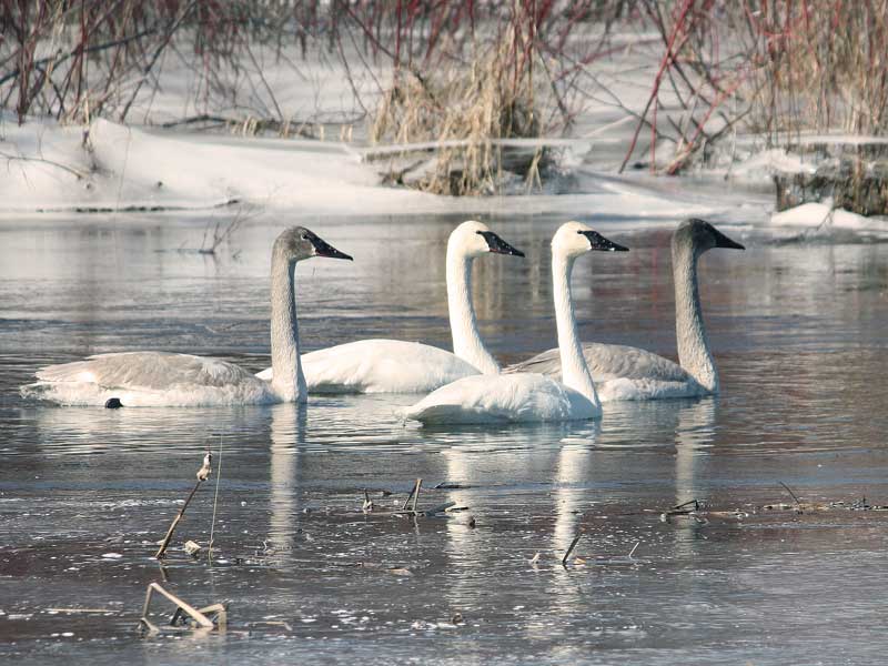 East Gwillimbury CameraGirl: Four Swans A Swimming/ Ellipsis...Monday