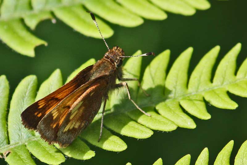 East Gwillimbury CameraGirl: June 2009