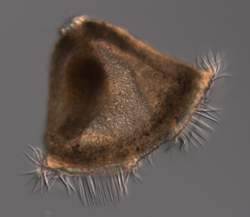 Invertebrate Embryology: Bryozoan cyphonautes larva