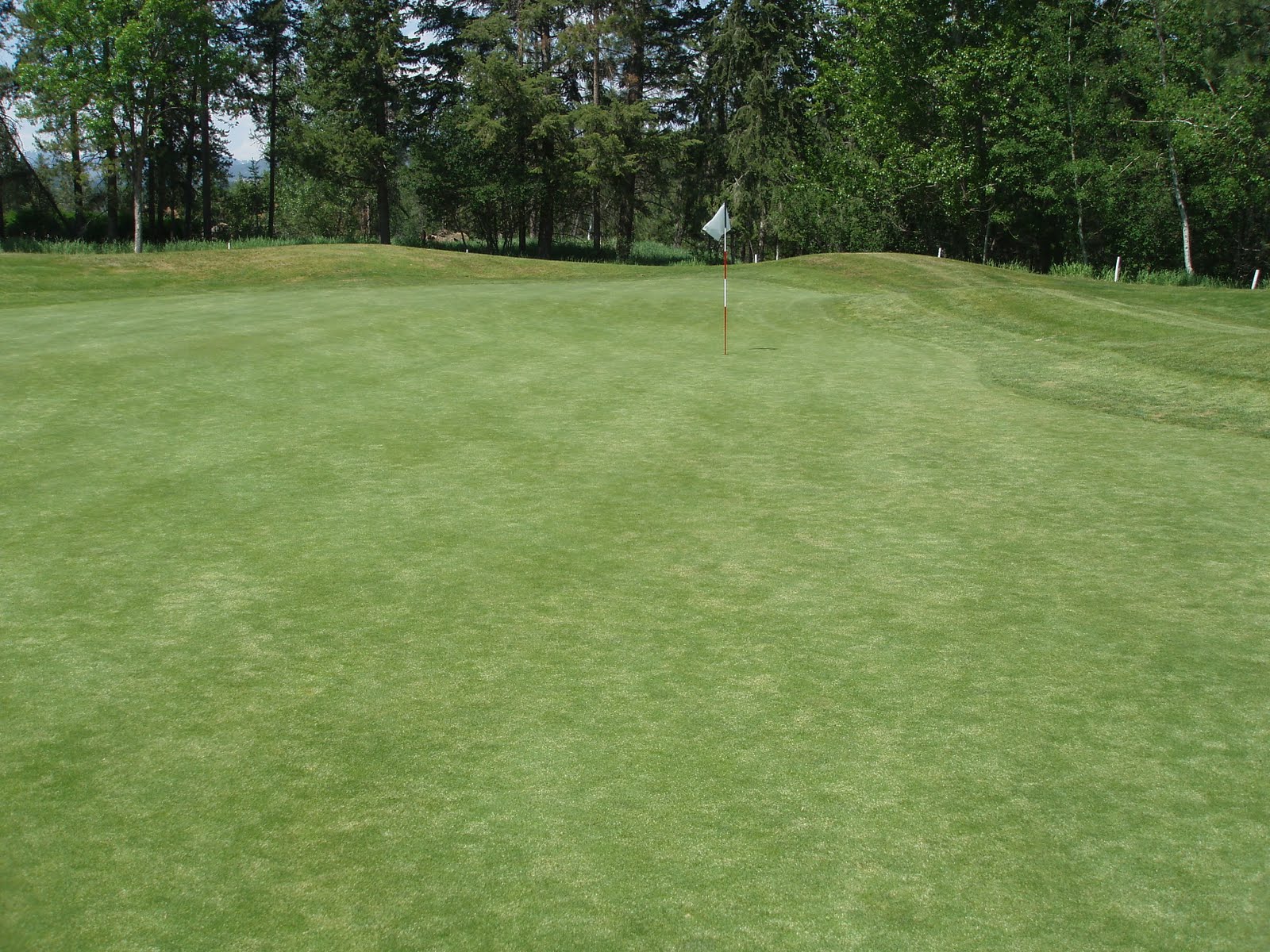 Kimberley Golf Club Outdoor Operations: Poa in full "flower"