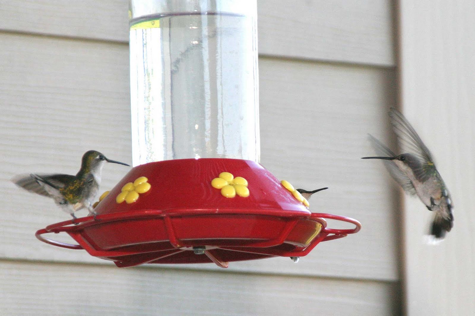 World Bird Sanctuary: Hummingbird Season