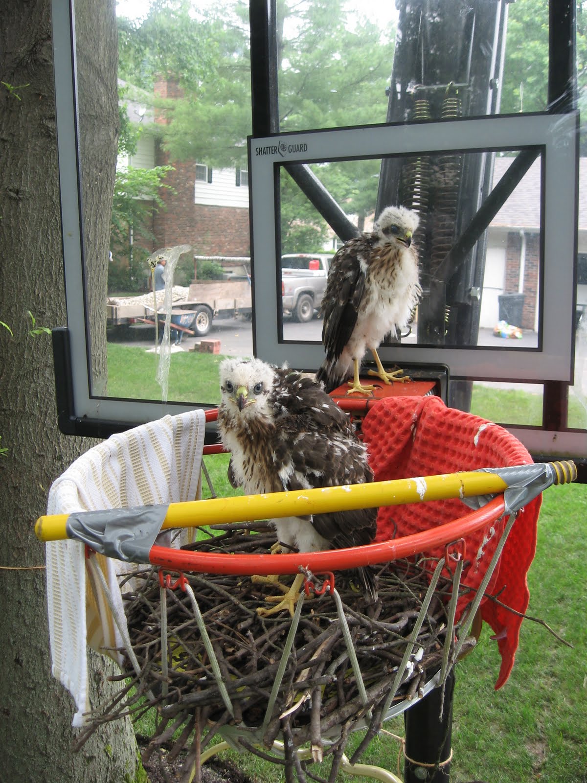 World Bird Sanctuary: SPRUNG’S SPRING BABY HAWKS FROM CERTAIN DEATH