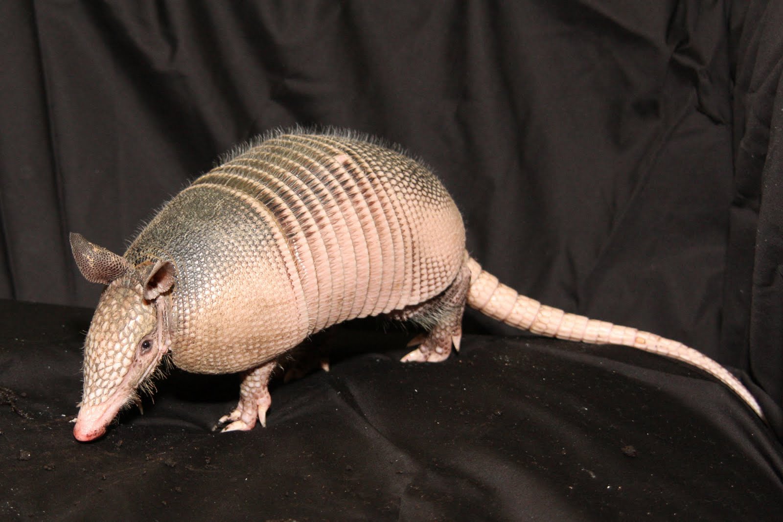 Armadillo Face Close Up