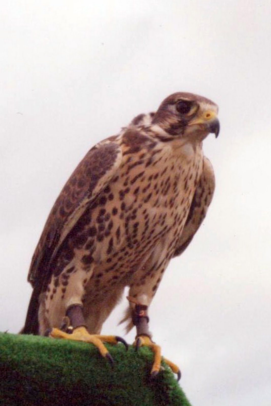 World Bird Sanctuary: My Years of Being a Jinx