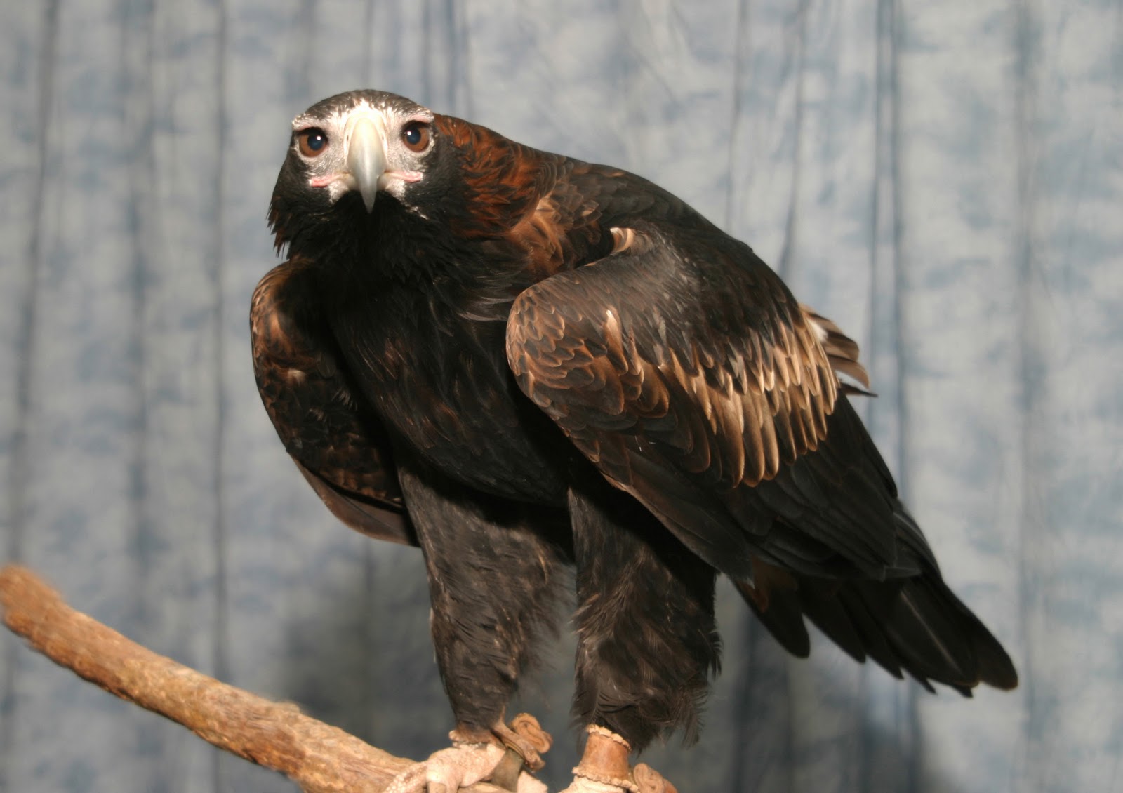 World Bird Sanctuary: Handling Duncan