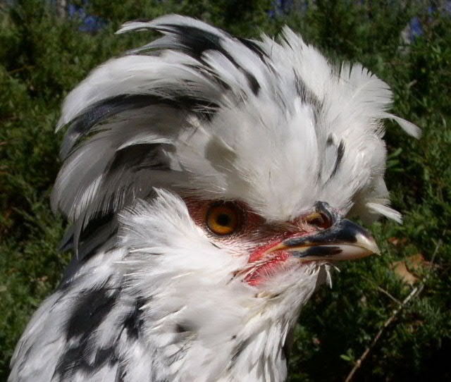 Caught On The Web: Boo Boo the chicken
