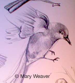 Mary Weaver- Illustrator: Bird landing on branch