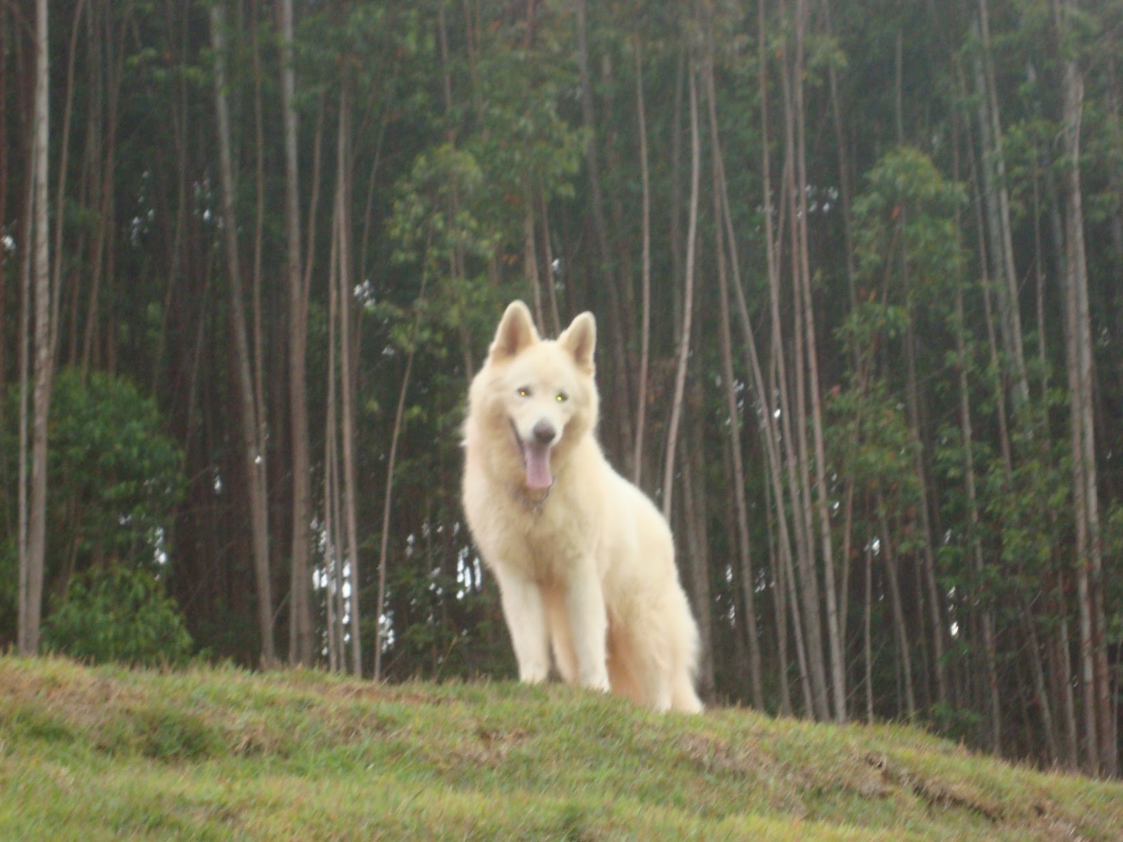 Canil Pedra Azul- Pastor Branco
