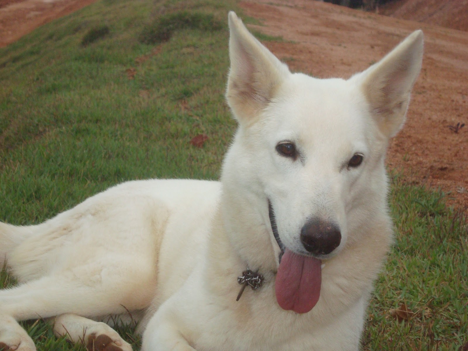 Canil Pedra Azul- Pastor Branco: Apresentação dos Nossos Cães